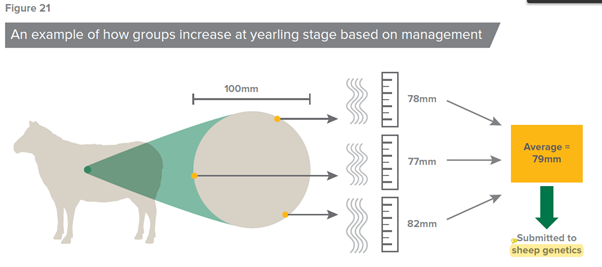 Trait measurement | Sheep Genetics