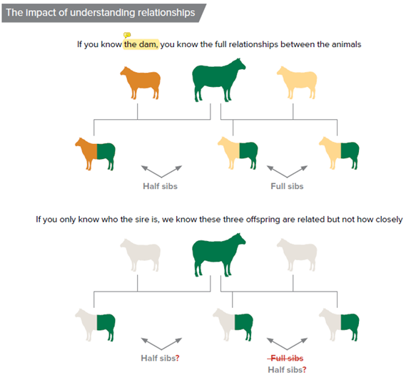 Pedigree | Sheep Genetics