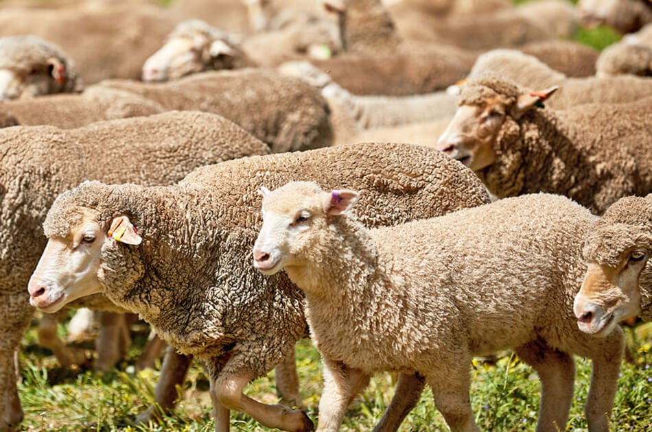 Home | Sheep Genetics